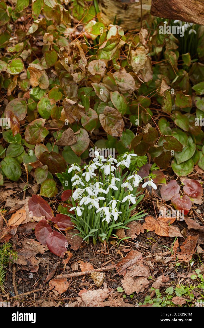Snowdrops in the garden. Spring is coming -Snowdrops in my garden Stock ...