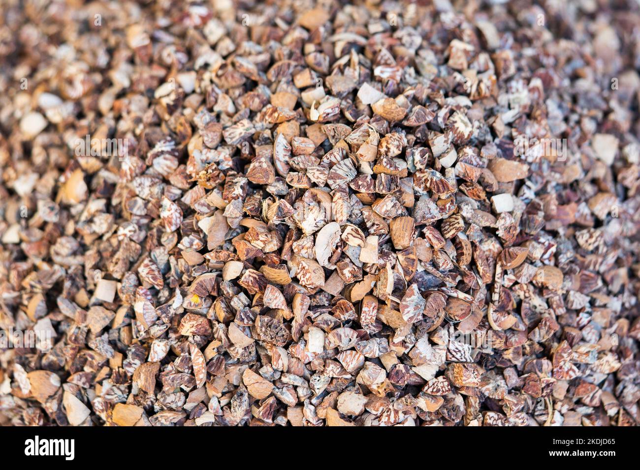 The cut Betel nut or Areca catechu was dry by the sunshine for eating ...