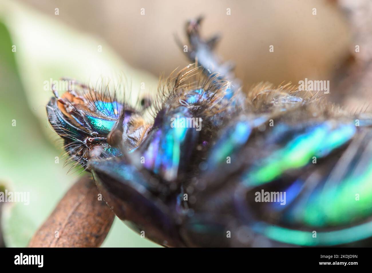 Close-up of the body of a dead dung beetle on the ground Stock Photo ...