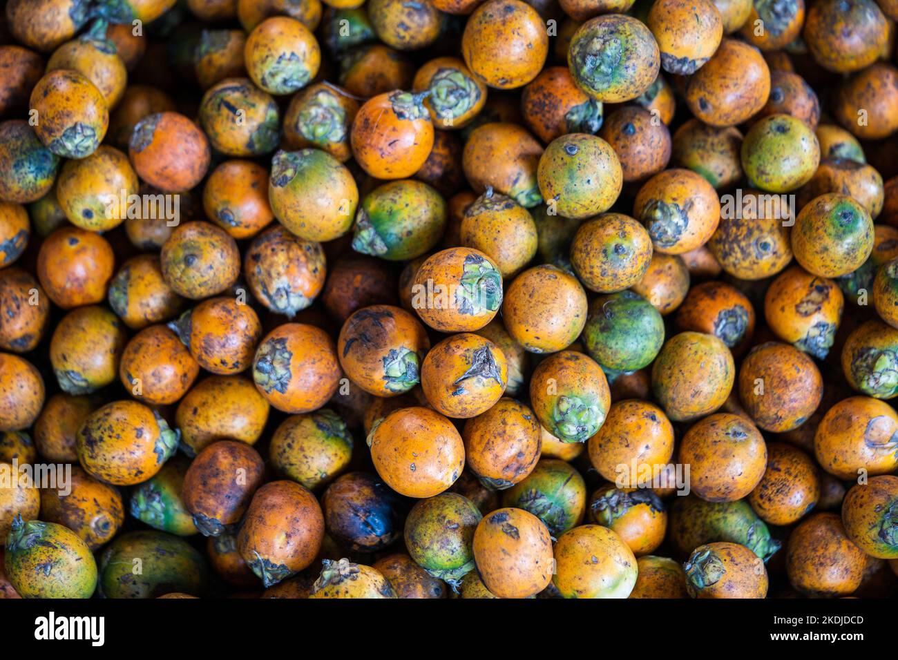 Cut betel nut or Areca nut Stock Photo - Alamy