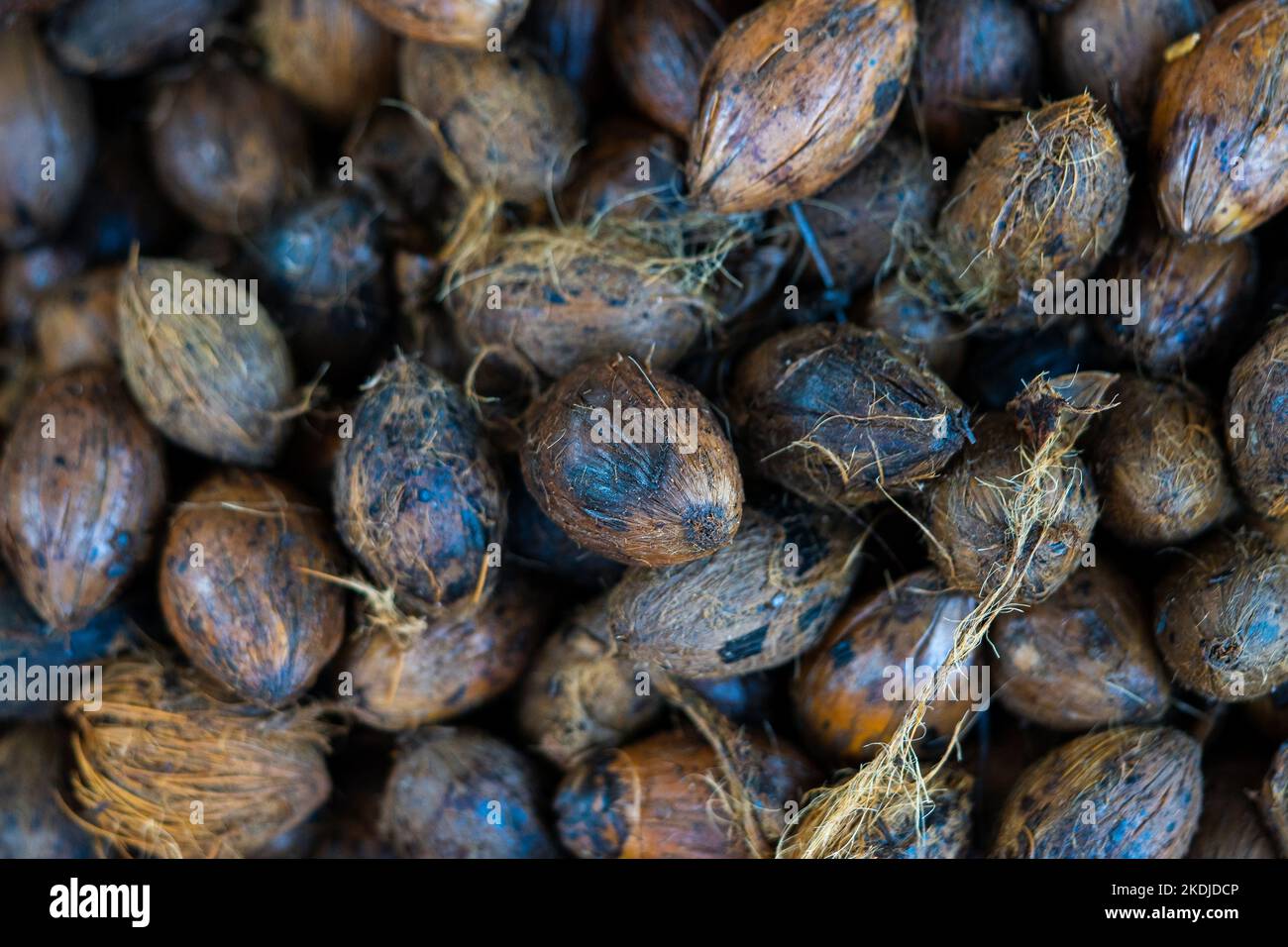 Pile of betel nuts hi-res stock photography and images - Alamy