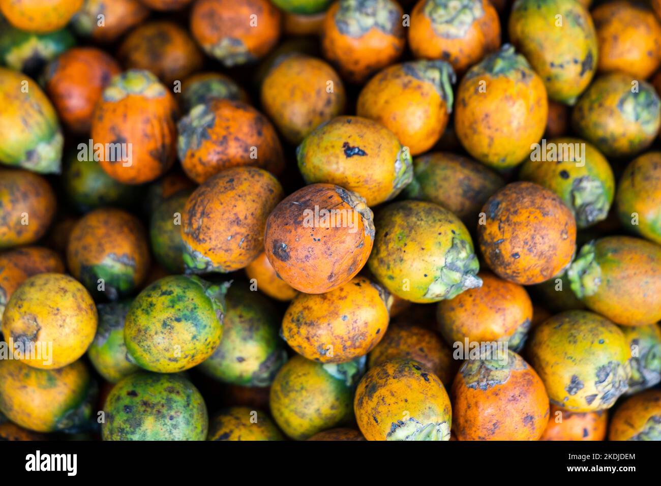Pile of betel nuts hi-res stock photography and images - Alamy