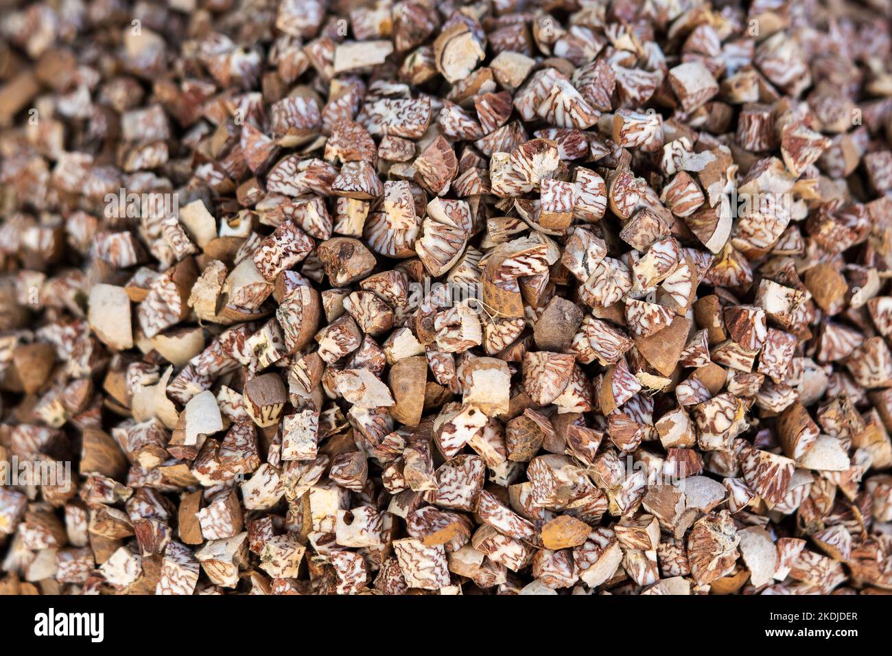 The cut Betel nut or Areca catechu was dry by the sunshine for eating ...