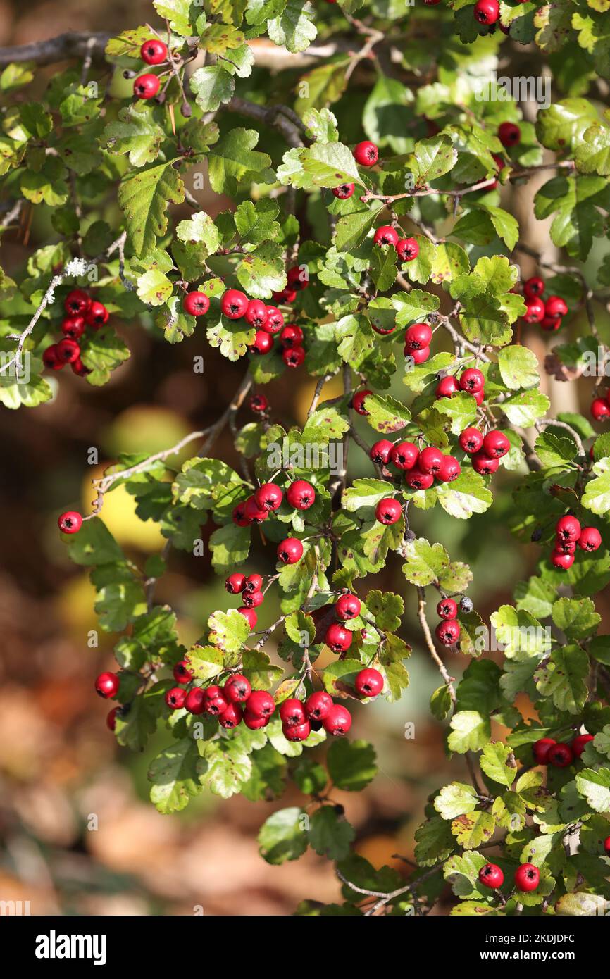 Midland hawthorn beautiful red fruits in autumn in a shrub Stock Photo ...