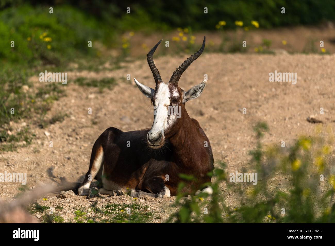 antelope in the wild, The blesbok or blesbuck lying down Stock Photo ...