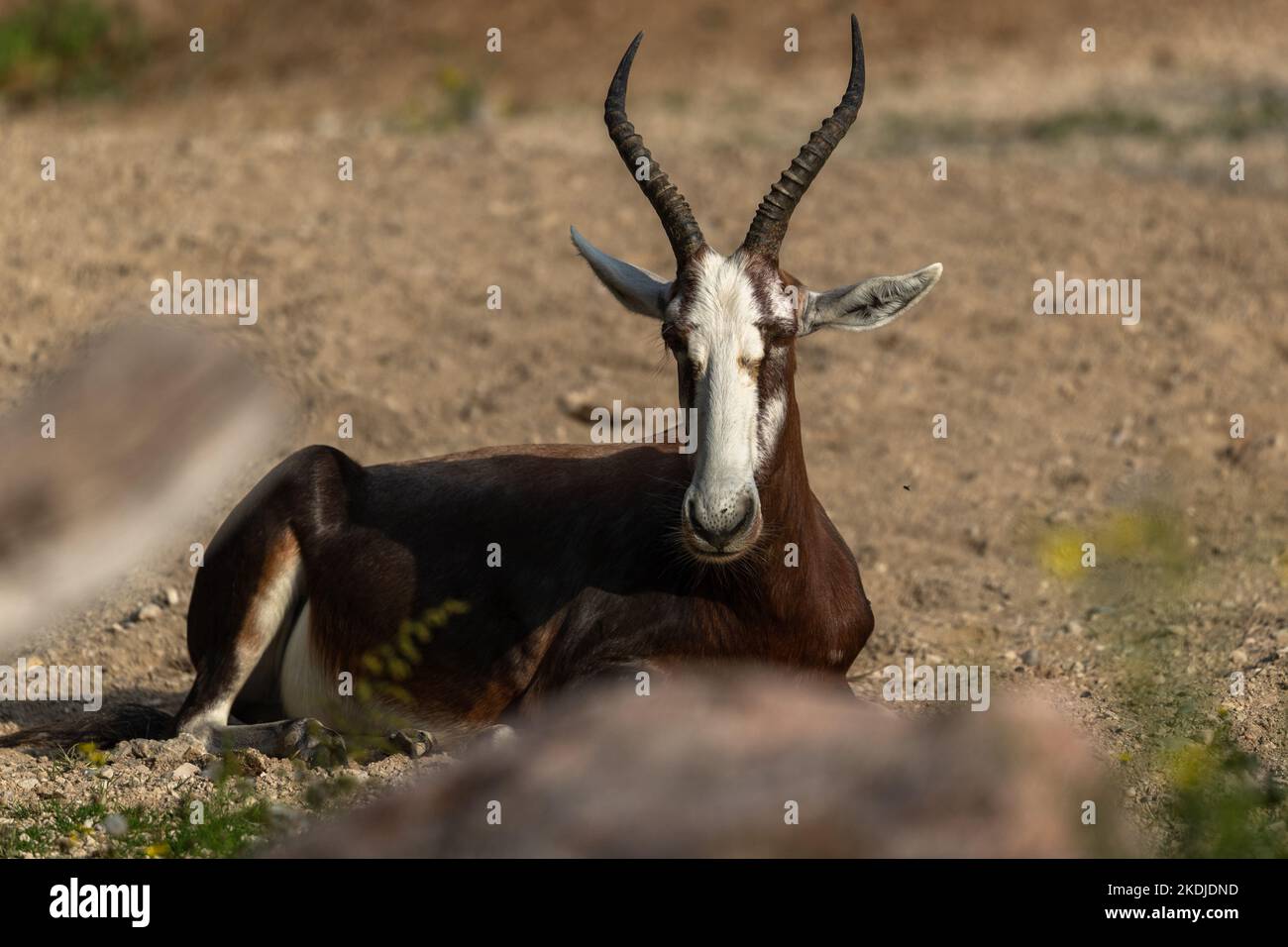 Blesbuck hi-res stock photography and images - Alamy