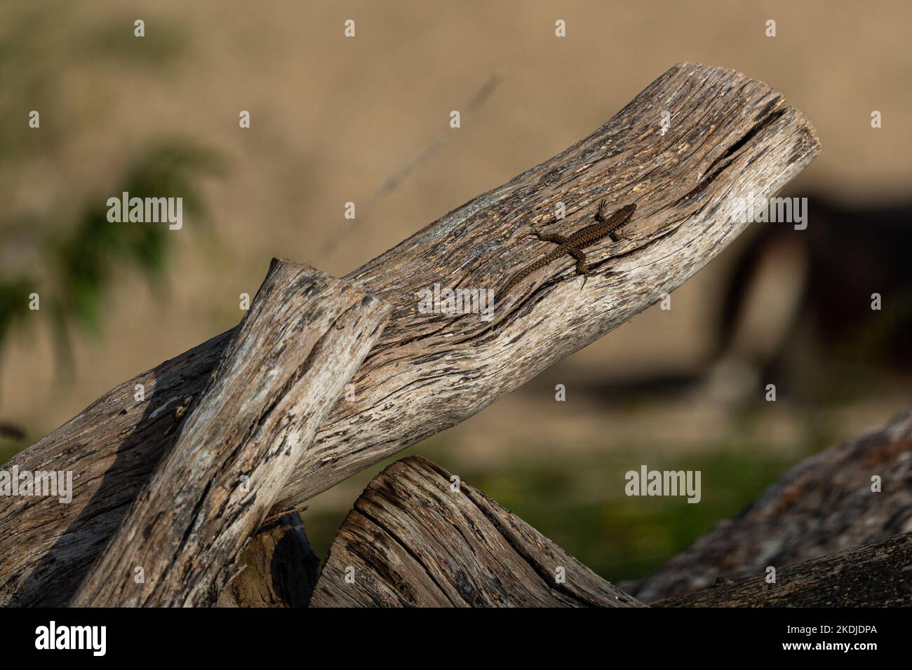 Podarcis muralis sunbathing, common wall lizard on the log Stock Photo ...