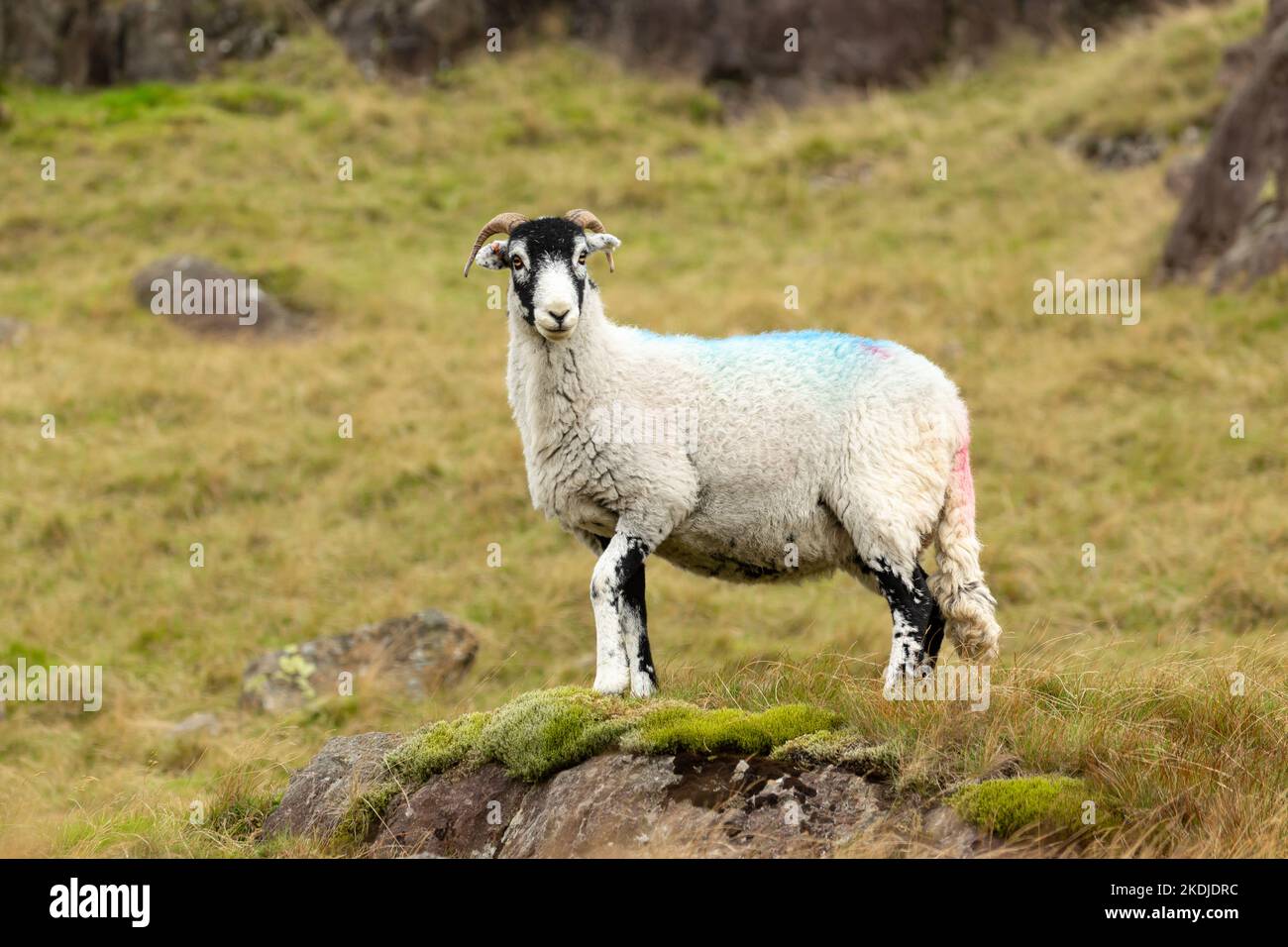Swaledale ewe or female sheep, alert and free roaming, facing forward ...