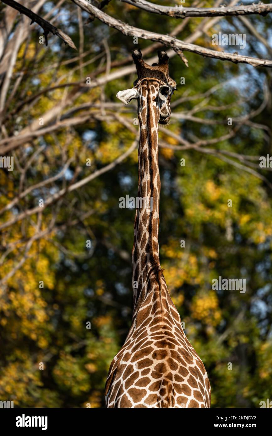 giraffe viewed from behind, the giraffe's back Stock Photo - Alamy