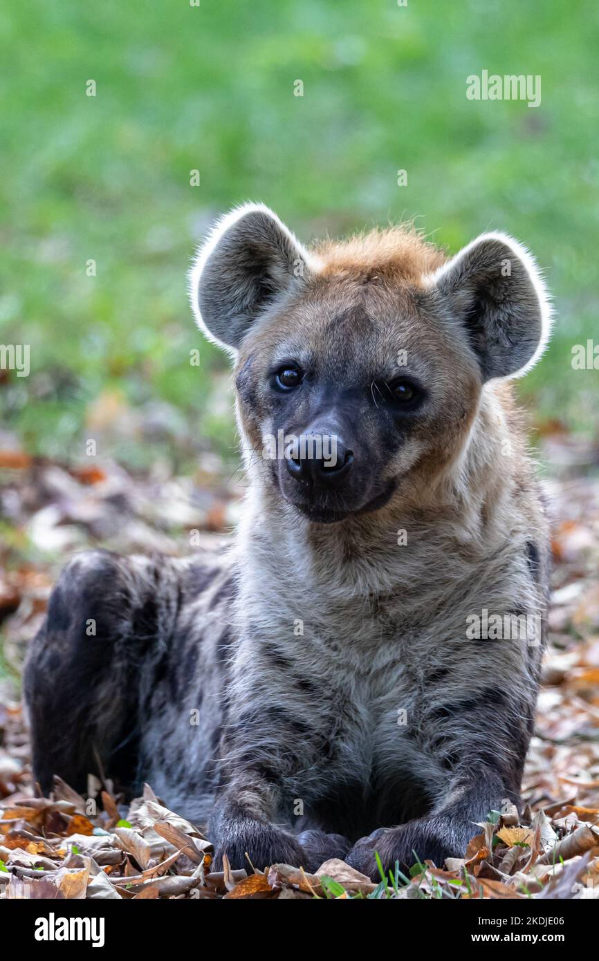the laughing hyena lying on the fallen leaves Stock Photo - Alamy