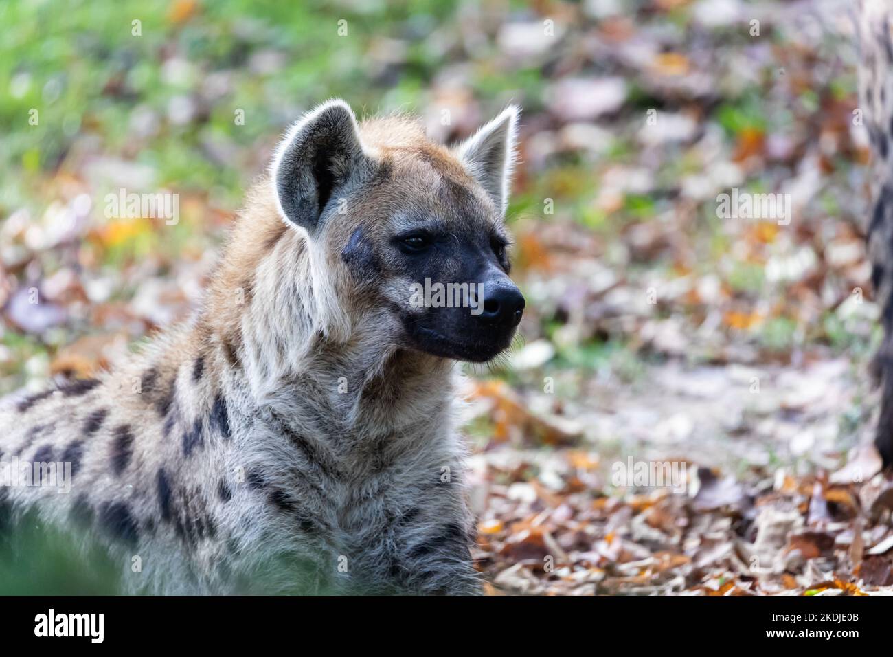 the laughing hyena lying on the fallen leaves Stock Photo - Alamy