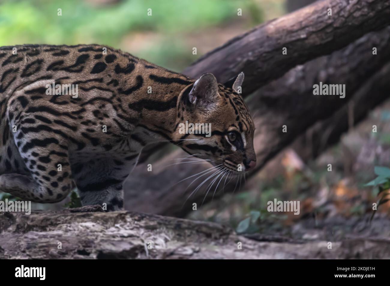 Ocelot Family