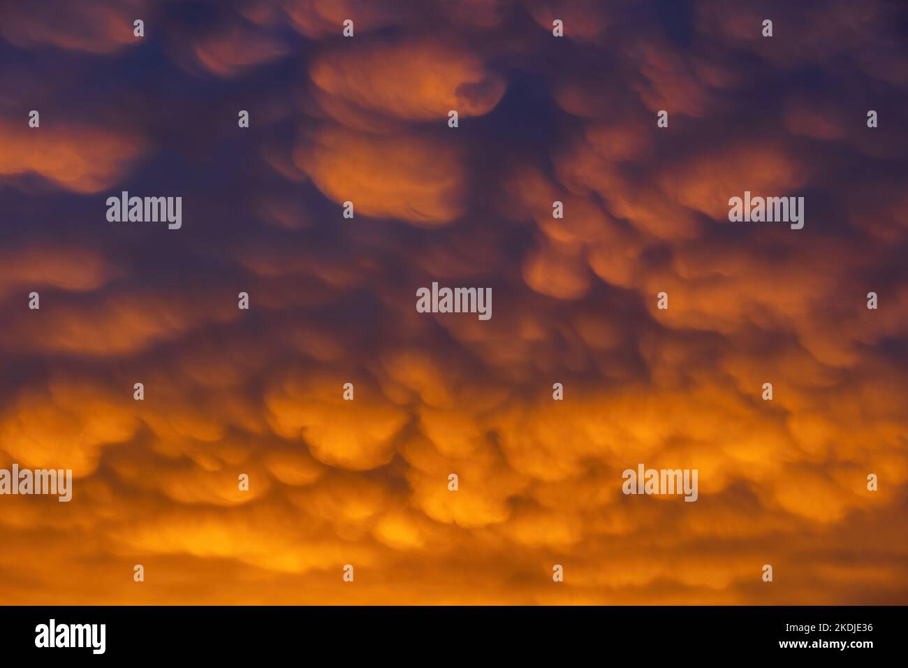 Sunset sky with altocumulus clouds, fluffy cloudscape background Stock Photo - Alamy