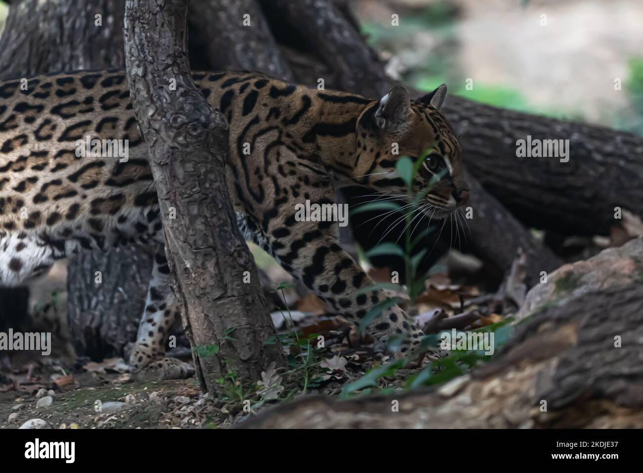 Tree ocelot hi-res stock photography and images - Alamy