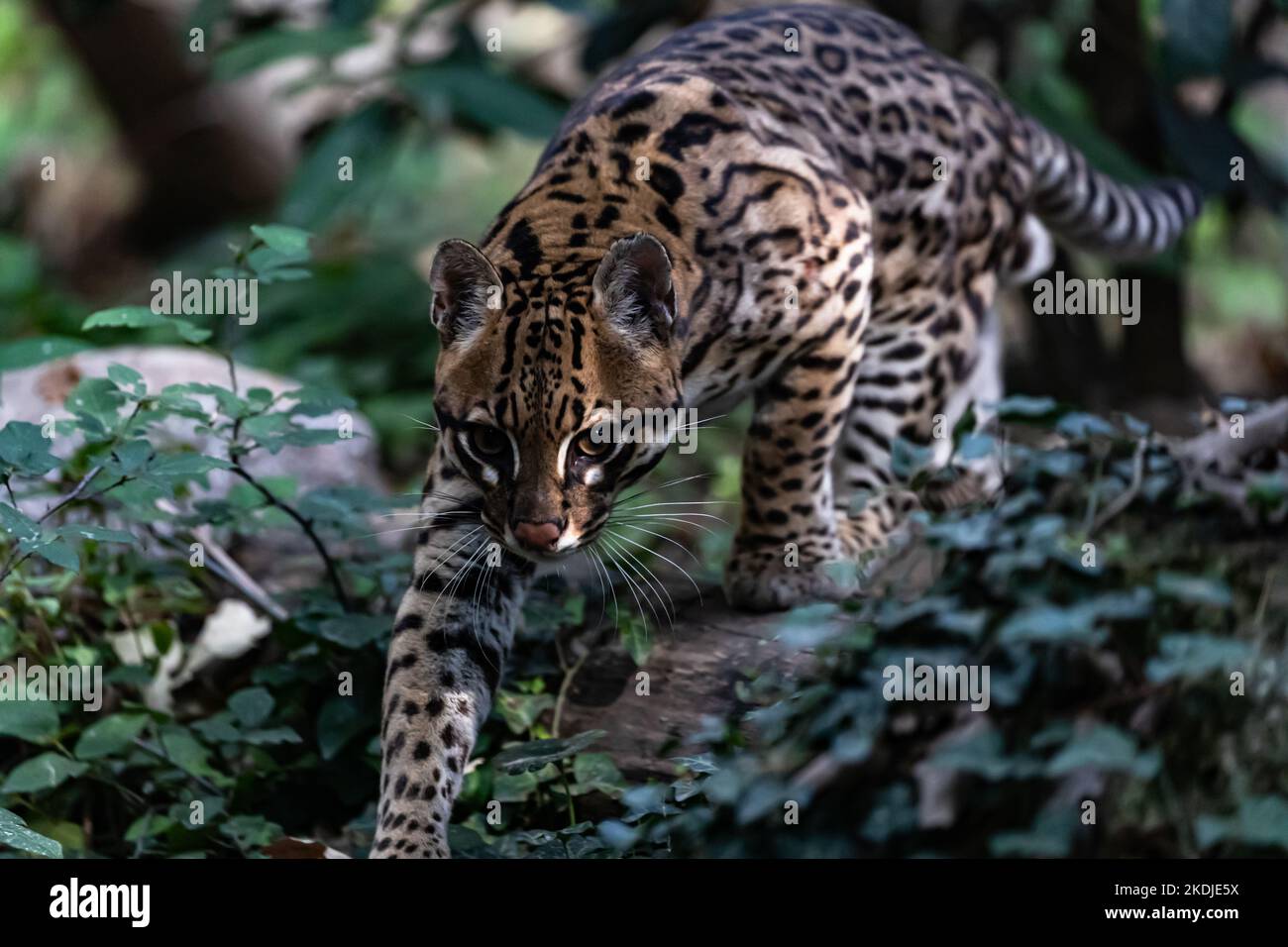 Ocelot walking in a forest path Stock Photo - Alamy