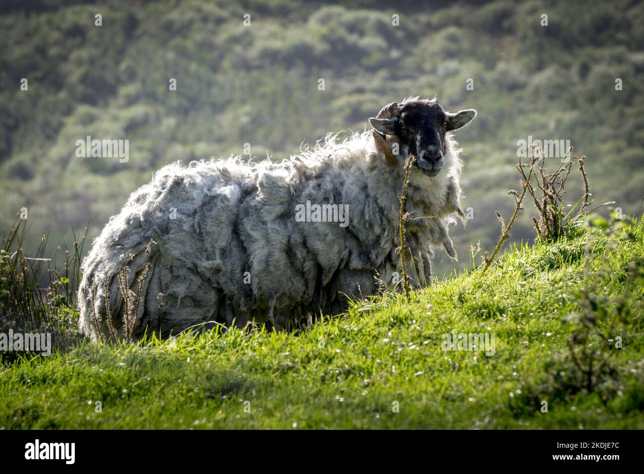 Uk sheep dreadlocks hi-res stock photography and images - Alamy