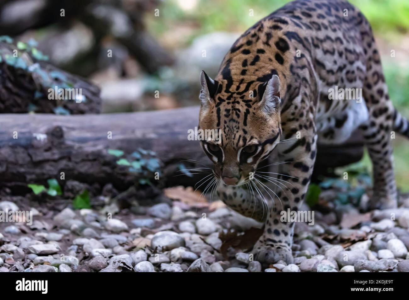 Ocelot Walking by fallen tree trunks Stock Photo - Alamy