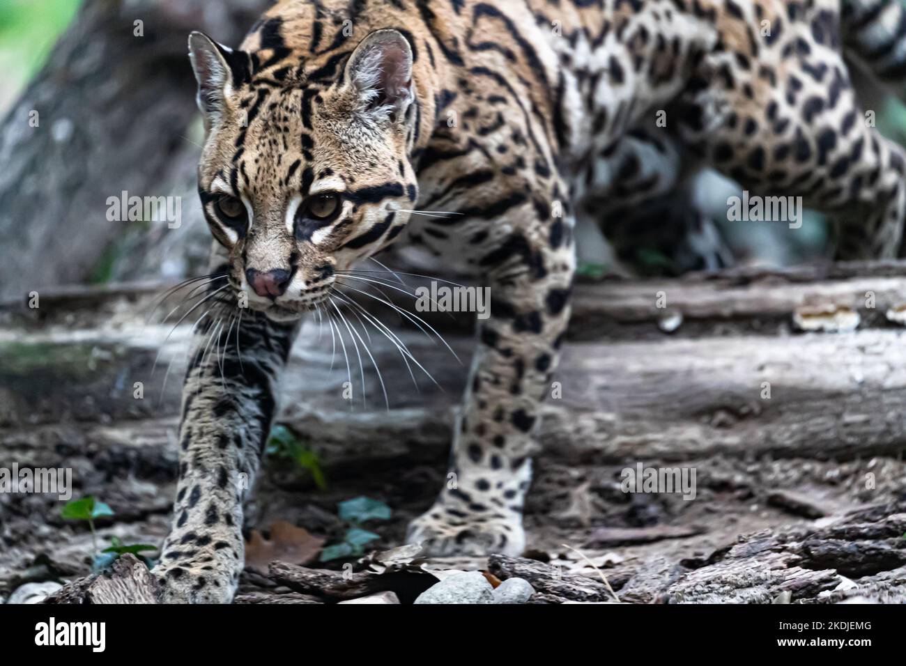 Tree ocelot hi-res stock photography and images - Alamy