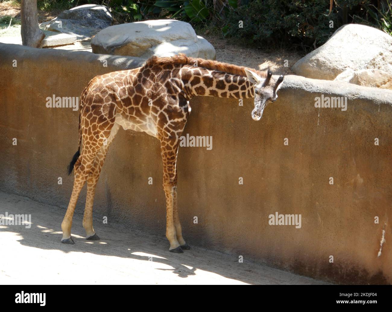 Los Angeles, California, USA 23rd August 2022 Baby Maasai Giraffe ...