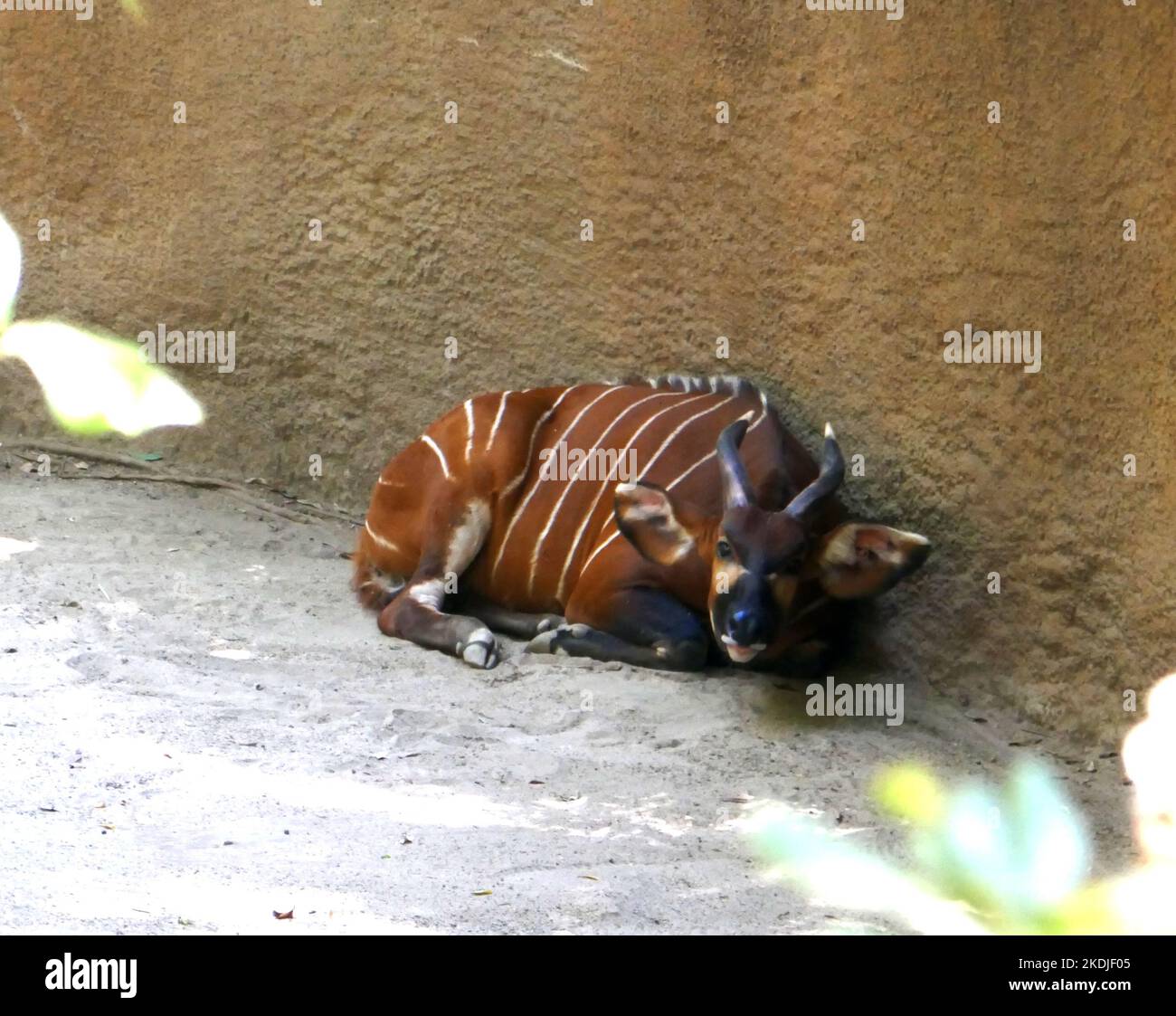 Los Angeles, California, USA 23rd August 2022 Mountain Bongo at the LA ...