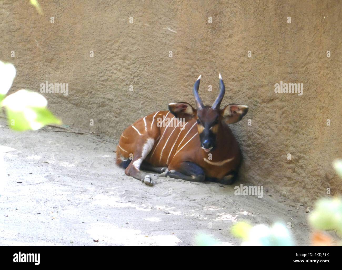Los Angeles, California, USA 23rd August 2022 Mountain Bongo at the LA ...