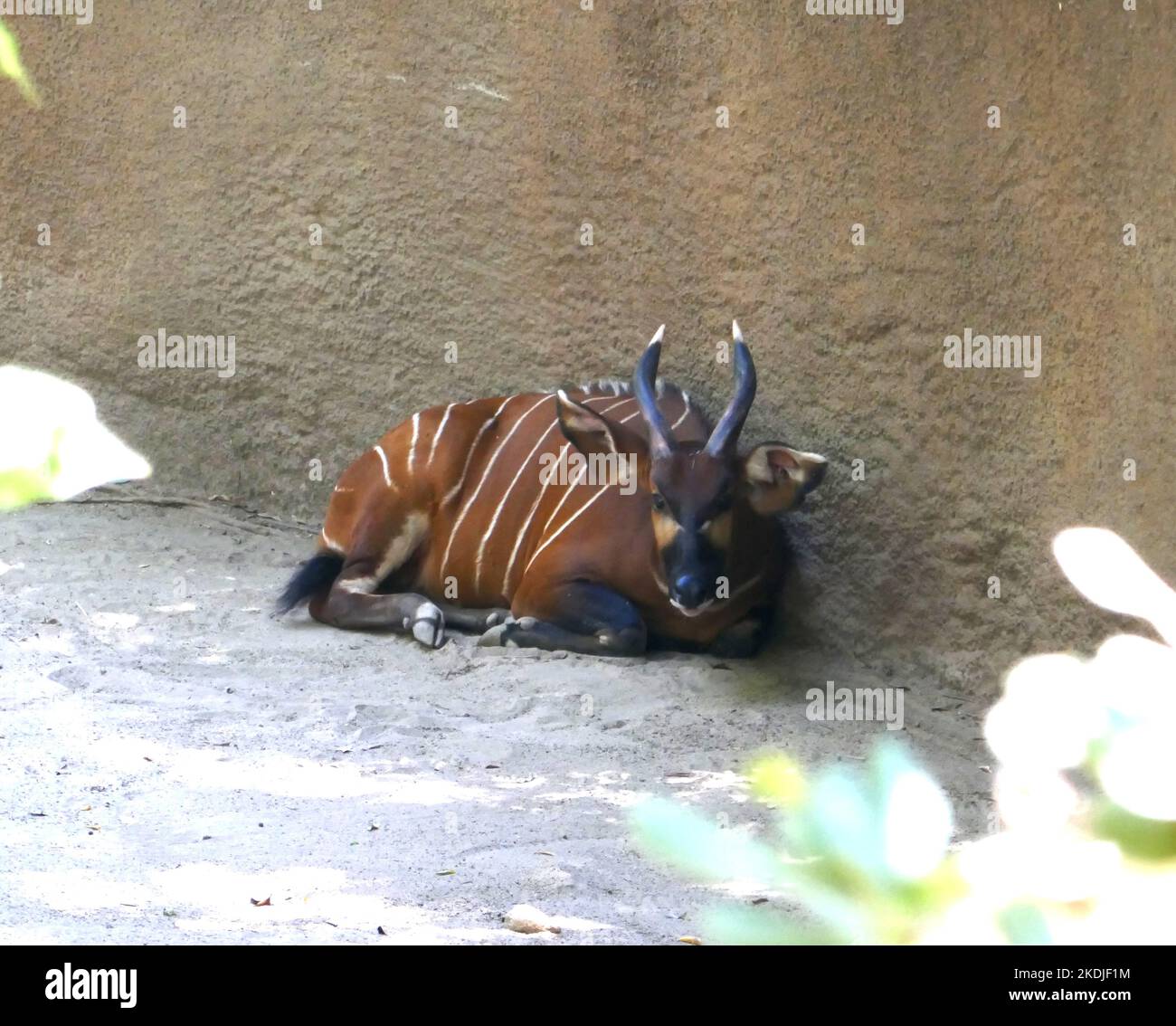 Los Angeles, California, USA 23rd August 2022 Mountain Bongo at the LA ...