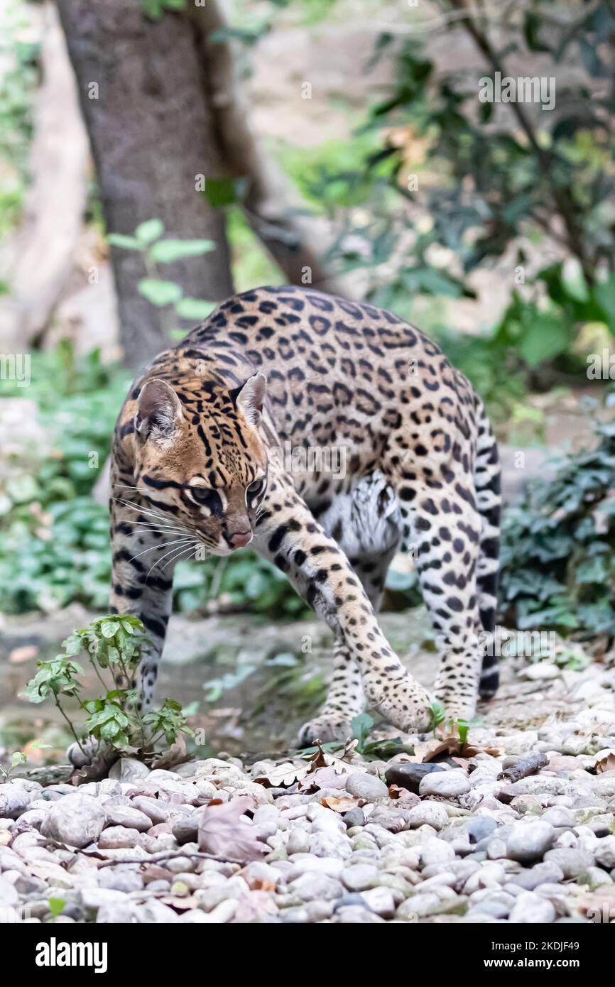 ocelot turned to the left Stock Photo - Alamy