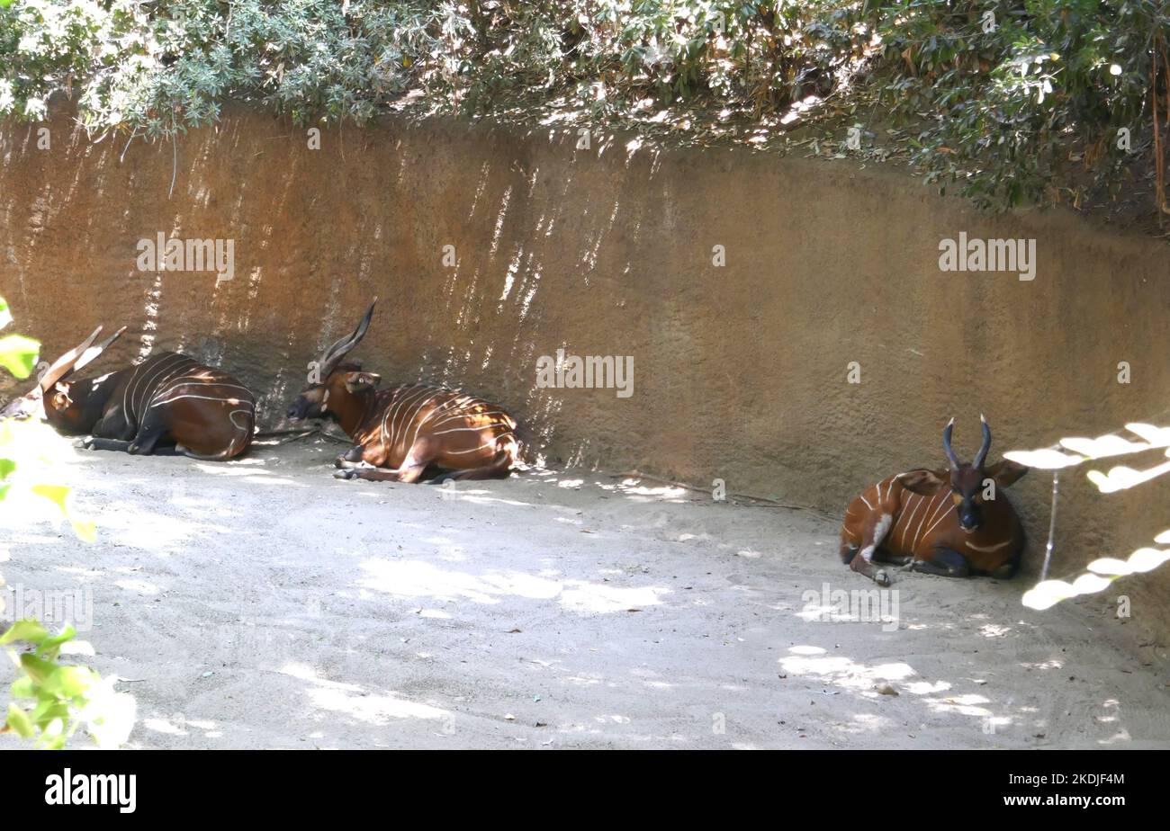 Los Angeles, California, USA 23rd August 2022 Mountain Bongos at the LA ...