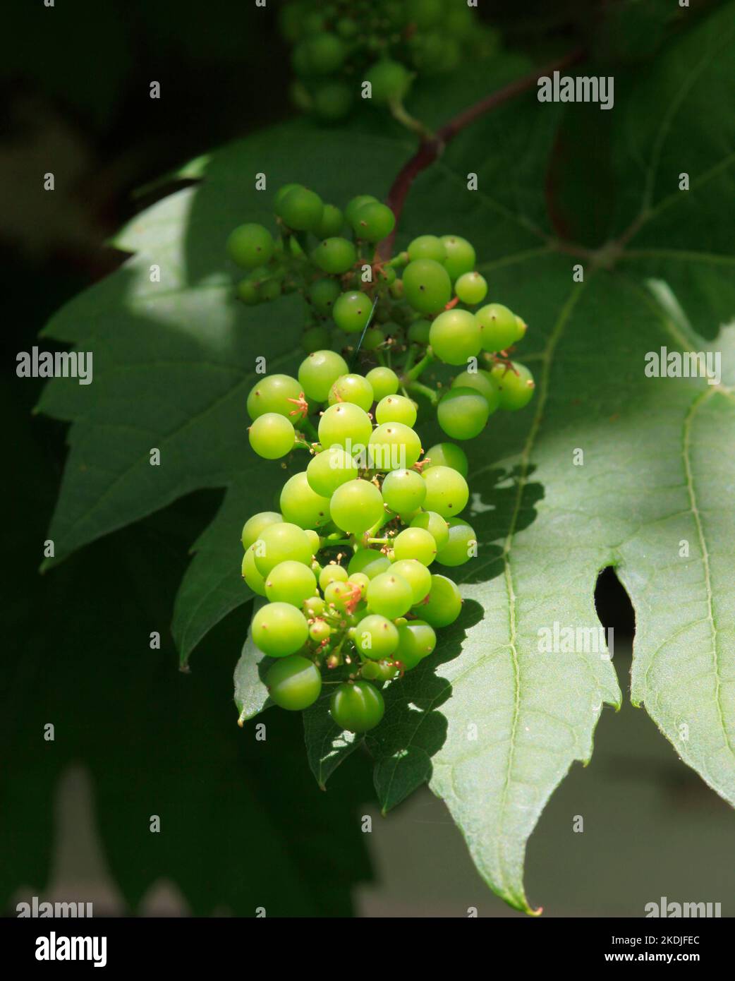 Green grapes in sun growing in English back garden for winemaking Stock ...