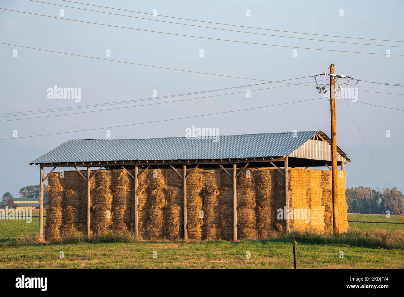 Hay Bales Stacked In Shed At Agricultural Farm Stock Photo - Alamy