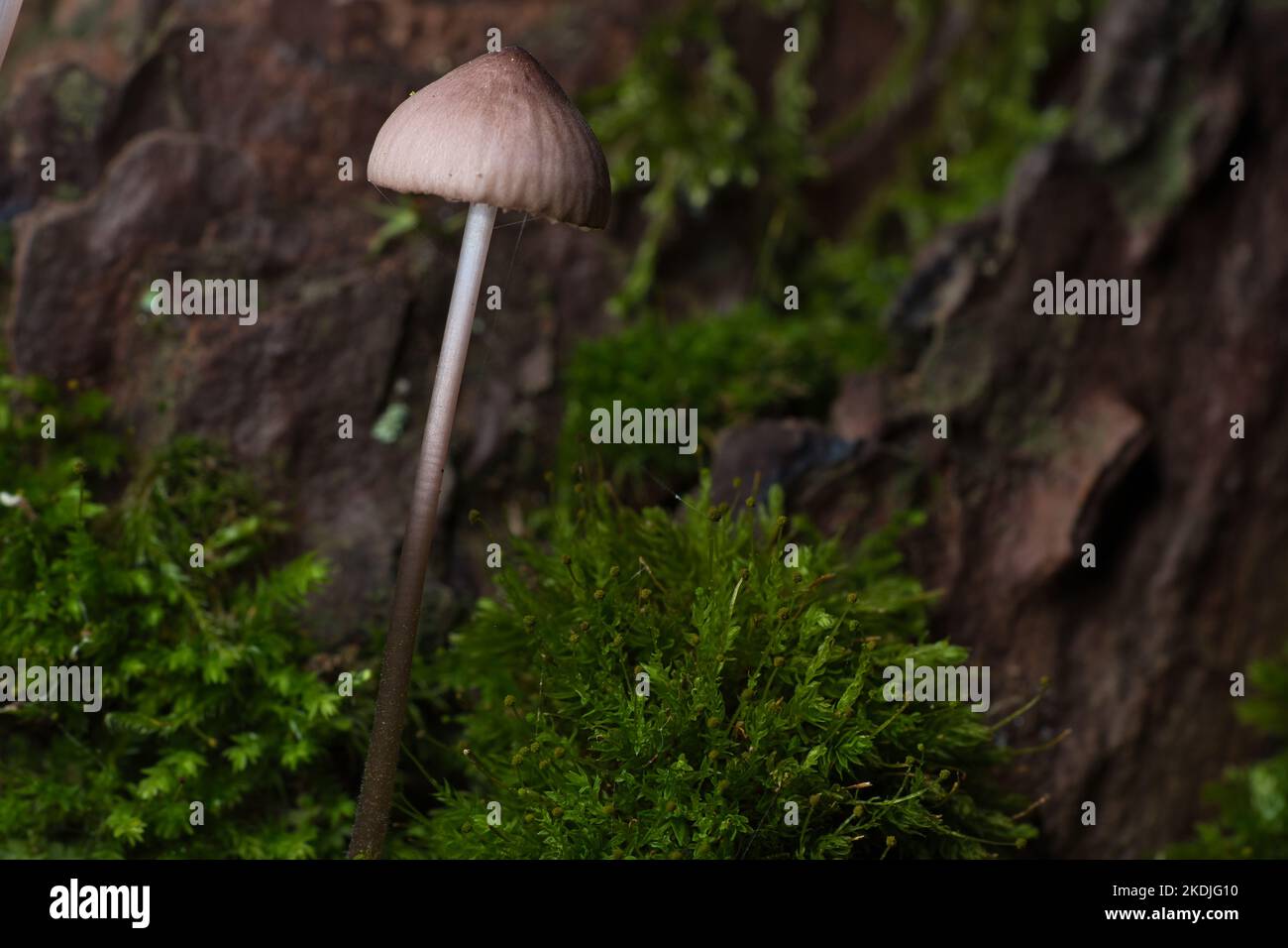 Orange filigree mushrooms in moss on forest floor. Macro view from the ...
