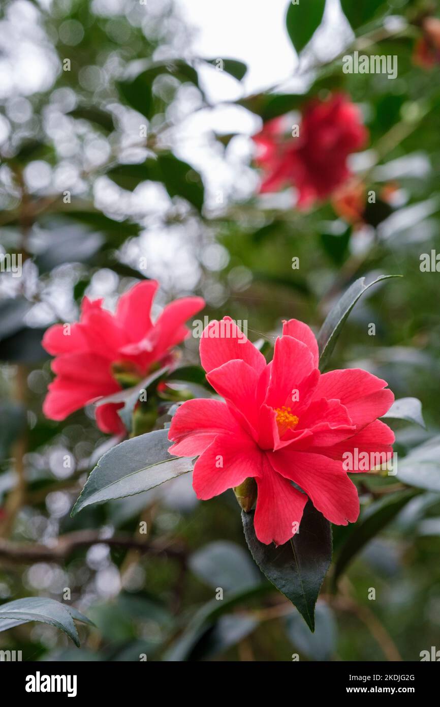 Camellia × williamsii 'Freedom Bell', Freedom Bell Camellia. Flowers ...