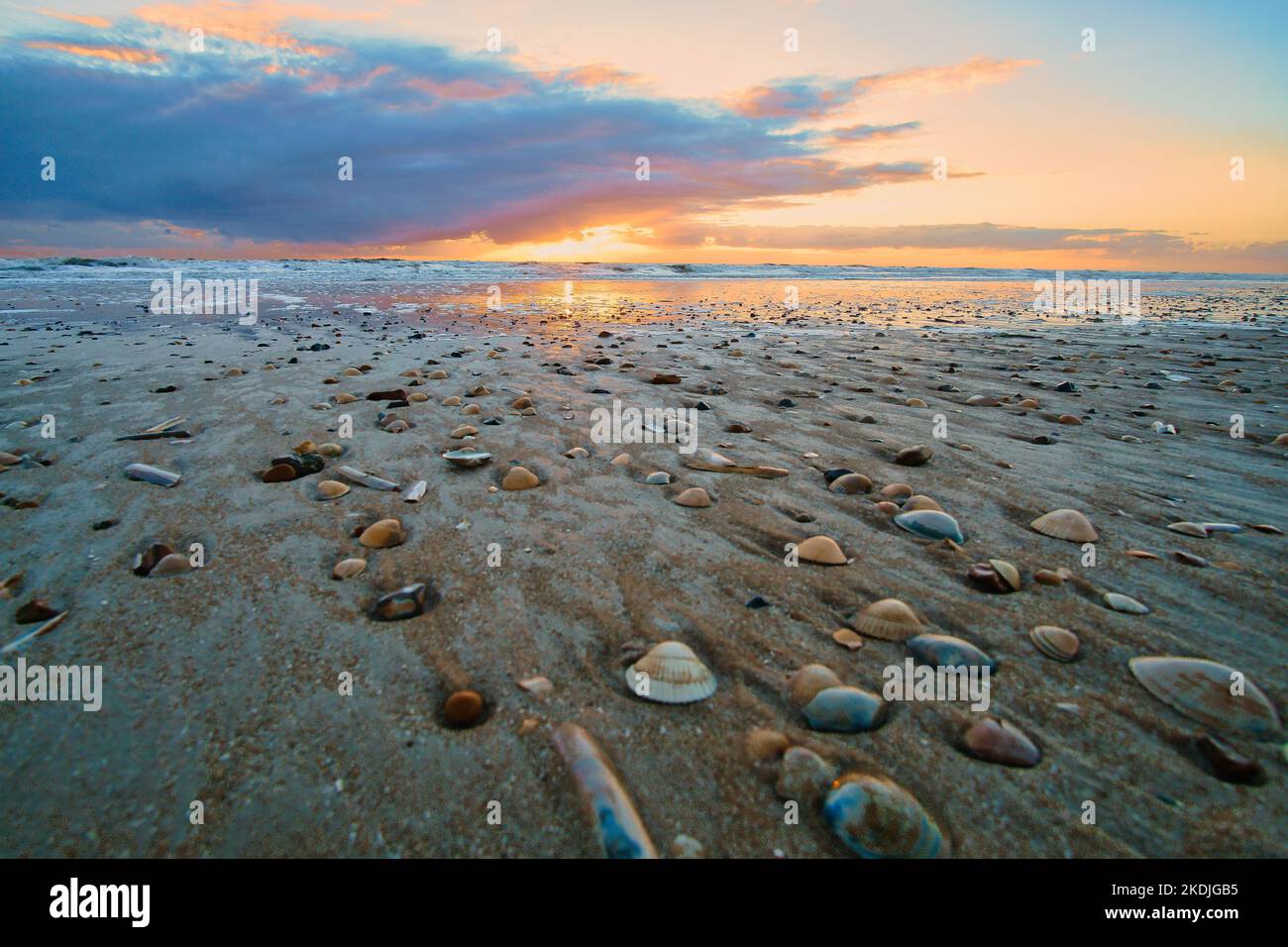 Sunset on the beach in Denmark. Shells in the foreground. Walk on the ...