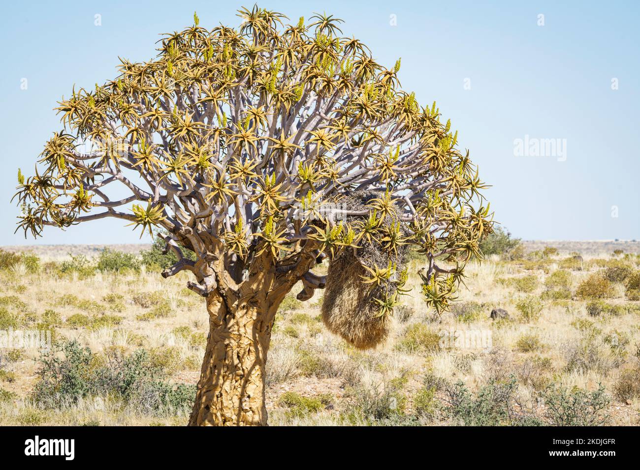 Quiver tree, (Aloe dichotoma) in the desert of Namibia. Africa Stock ...