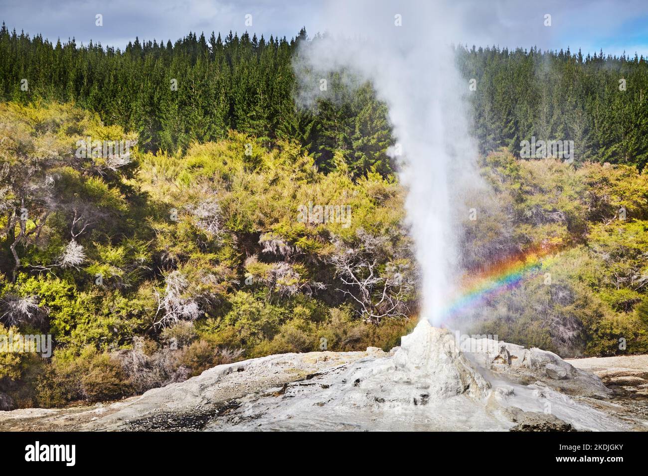 Lady Knox Geyser eruption, Waiotapu, New Zealand Stock Photo - Alamy