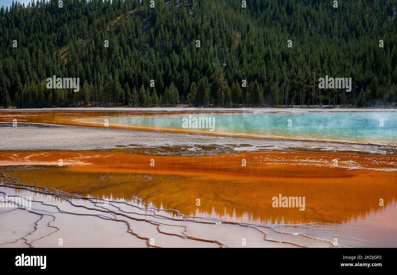 Beautiful Grand Prismatic Spring with trees in background at ...