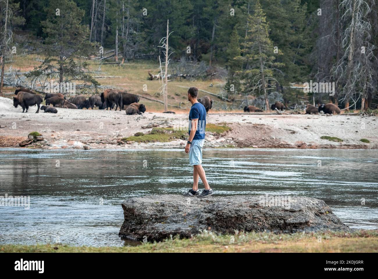 Explorer looking at bison while standing by lake in famous Yellowstone ...