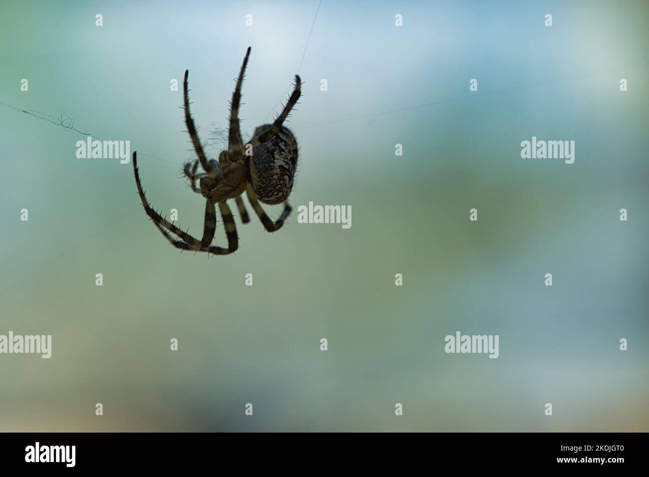 Cross spider crawling on a spider thread. Blurred background. A useful ...