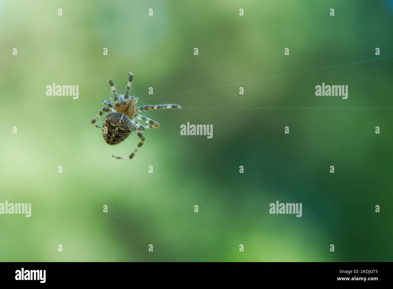 Cross spider shot crawling on a spider thread. Halloween fright ...