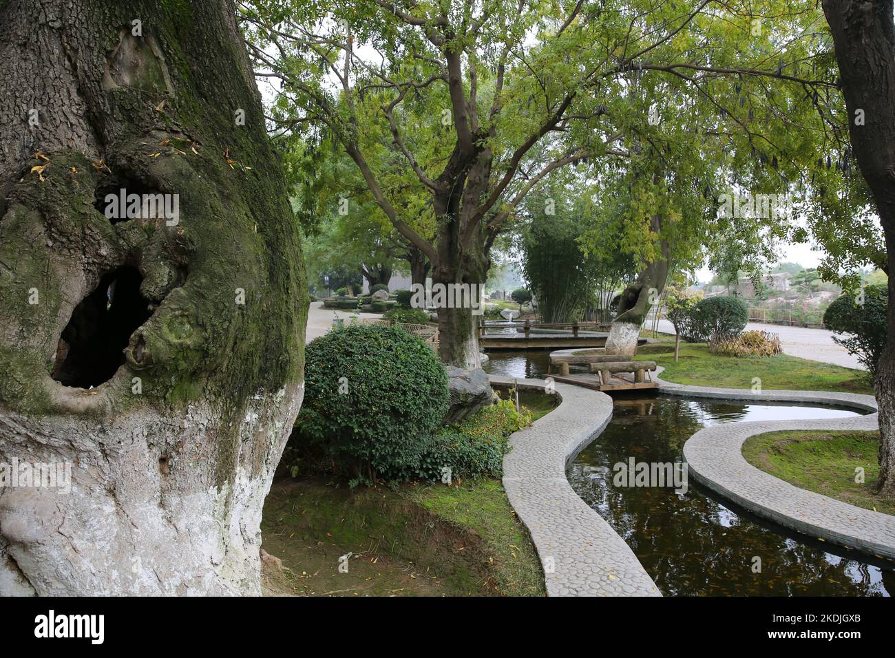 Over 20,000 miniascapes, 20,000 ancient trees and a papaya forest in ...