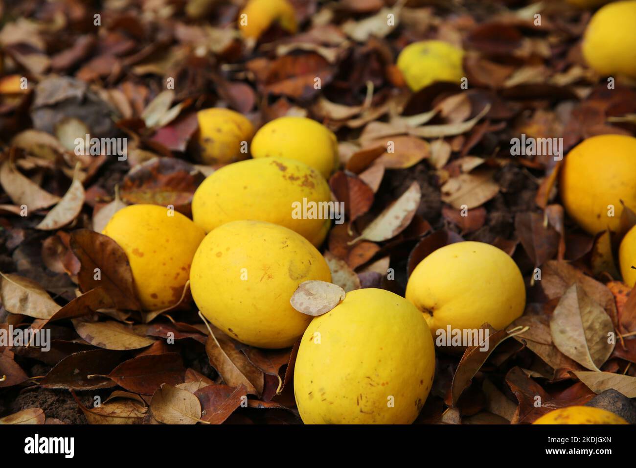 Over 20,000 miniascapes, 20,000 ancient trees and a papaya forest in ...