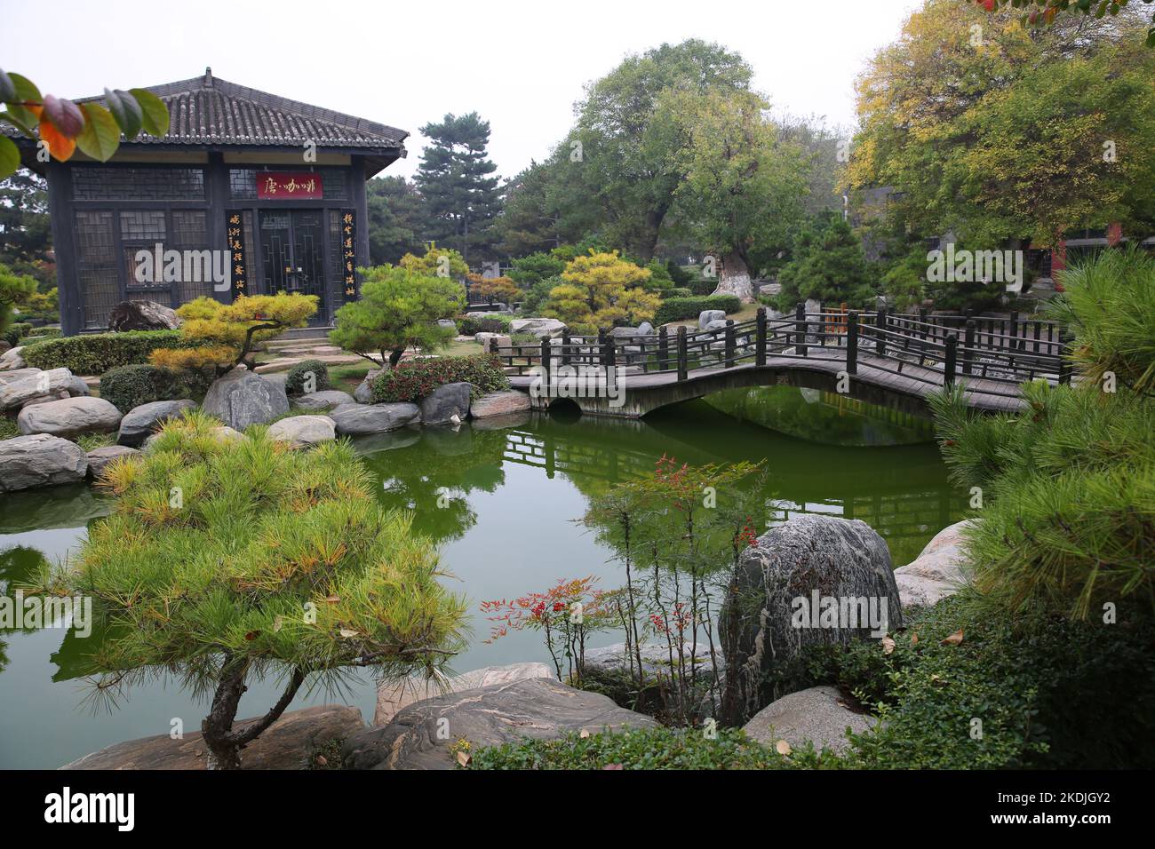 Over 20,000 miniascapes, 20,000 ancient trees and a papaya forest in ...