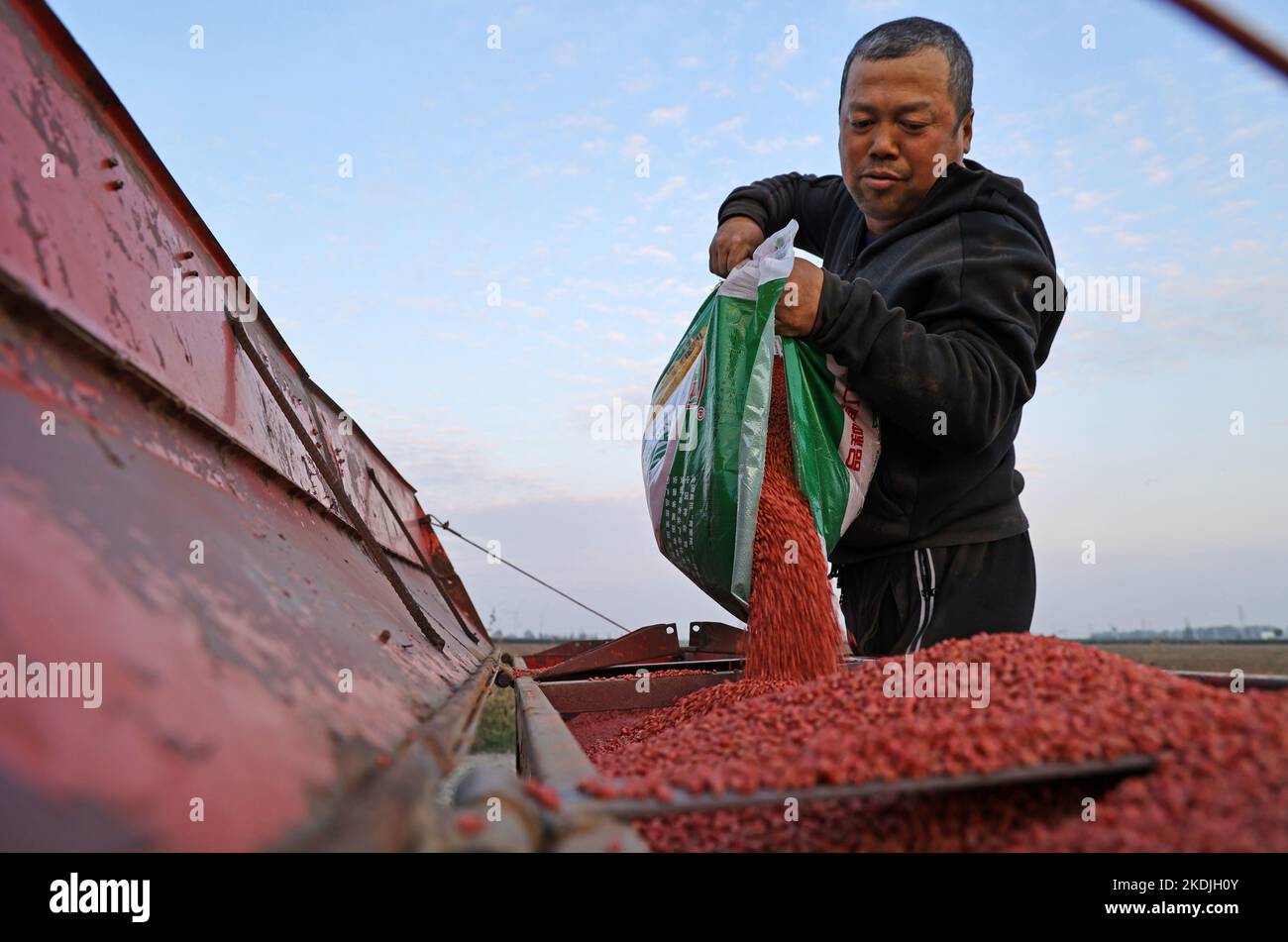 Aerial photos show workers driving rotary tillage planters to plant ...