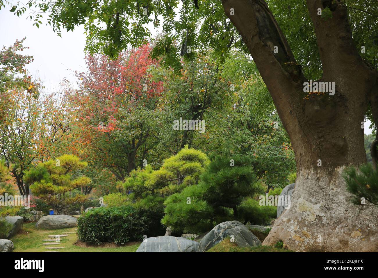 Over 20,000 miniascapes, 20,000 ancient trees and a papaya forest in ...