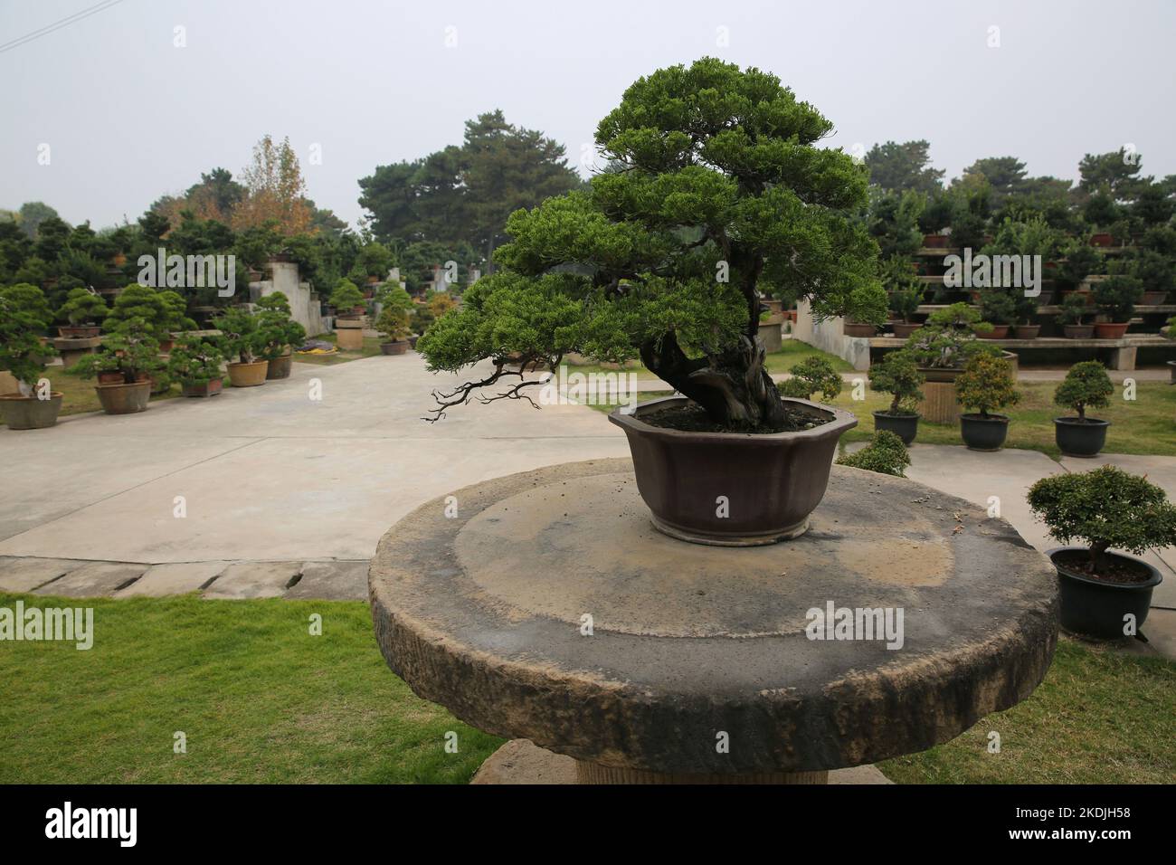 Over 20,000 miniascapes, 20,000 ancient trees and a papaya forest in ...