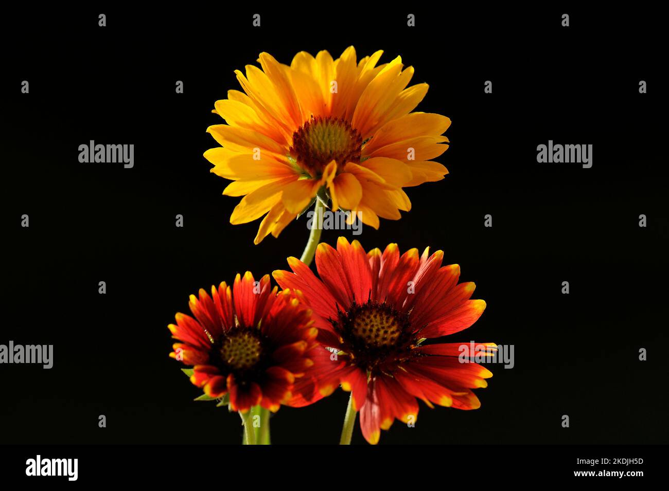 Blanketflower (Gaillardia sp) on black background Stock Photo - Alamy