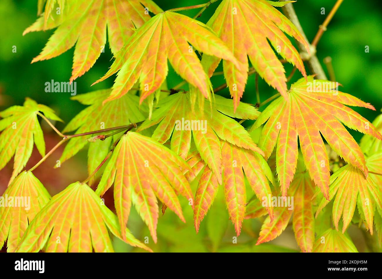 Japanese maple (Acer palmatum) 'Autumn Moon', foliage Stock Photo - Alamy
