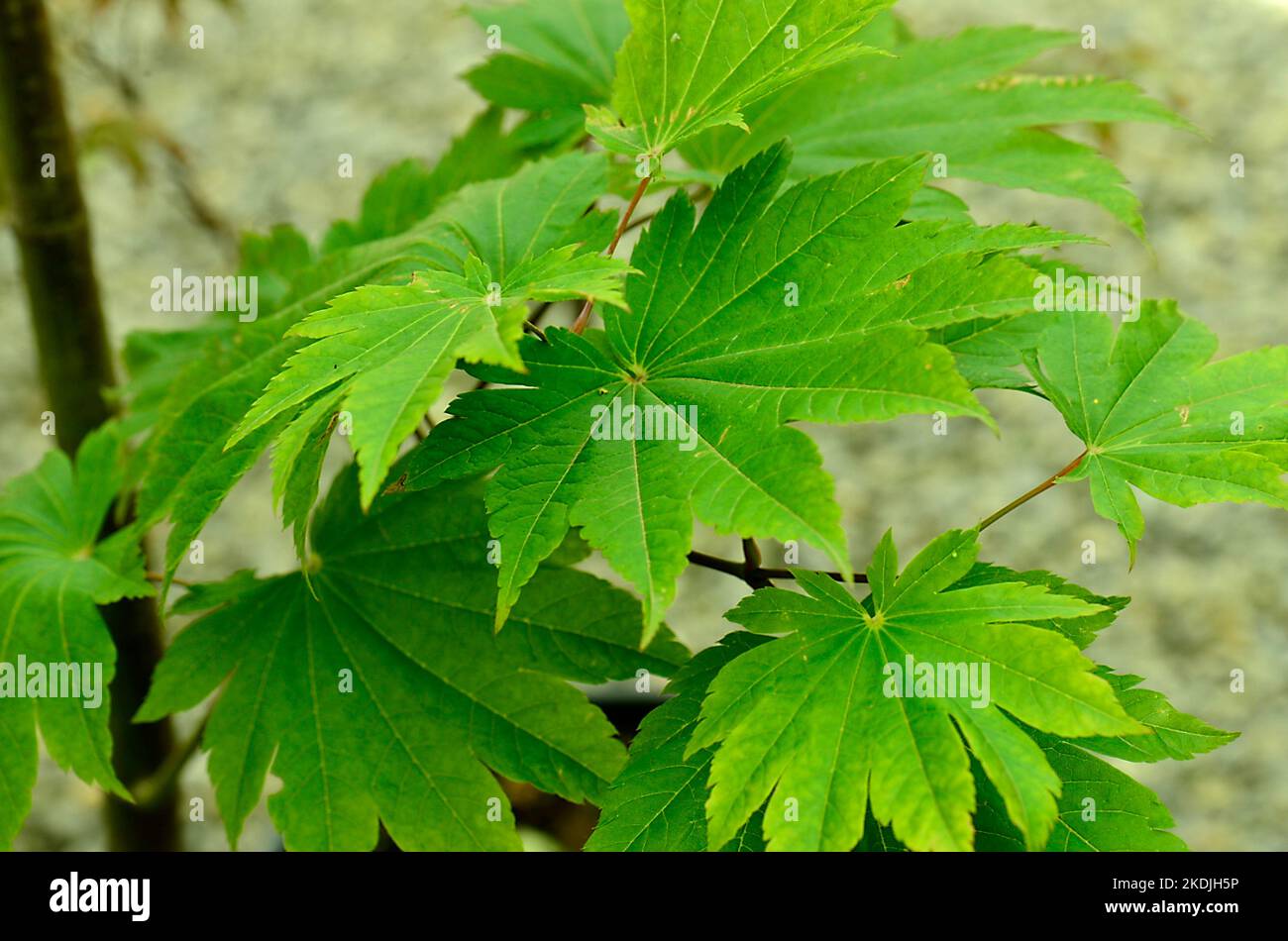 Japanese maple uk (Acer japonicum) 'Vitifolium', foliage Stock Photo ...