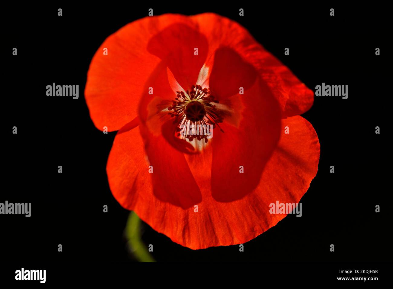 Poppy flower (Papaver rhoeas) on black background Stock Photo - Alamy