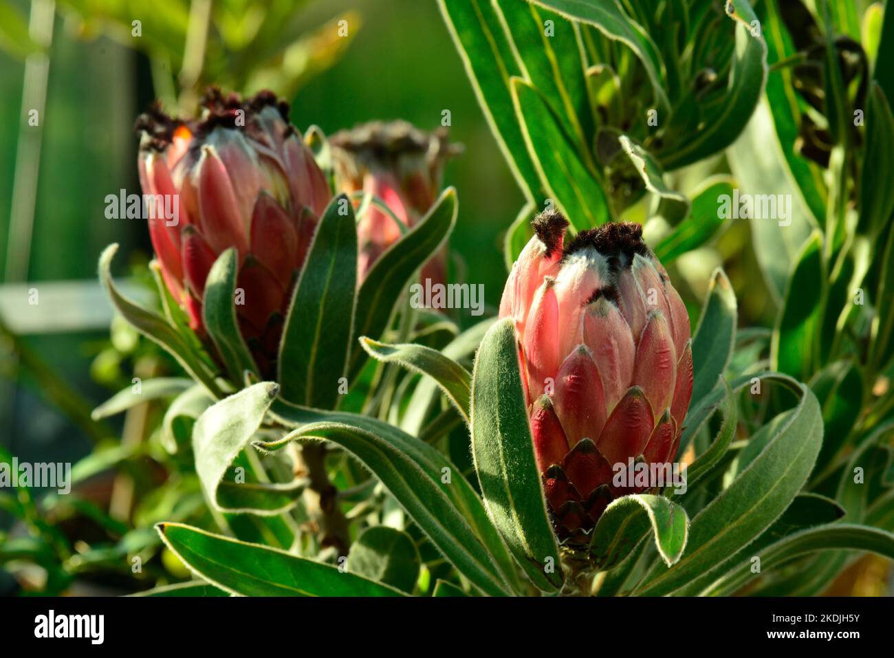 Protea (Protea sp), Horticultural variety Stock Photo - Alamy